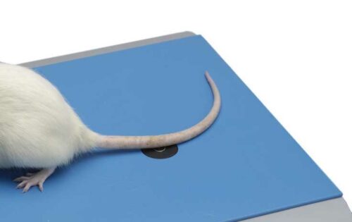 Tail-Flick Automatique - Aniphy