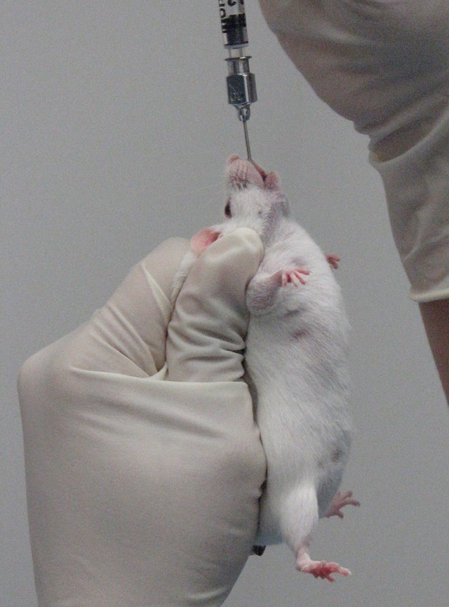 Sonde aiguille de nutrition gavage pour petit animaux Rat Souris - Aniphy